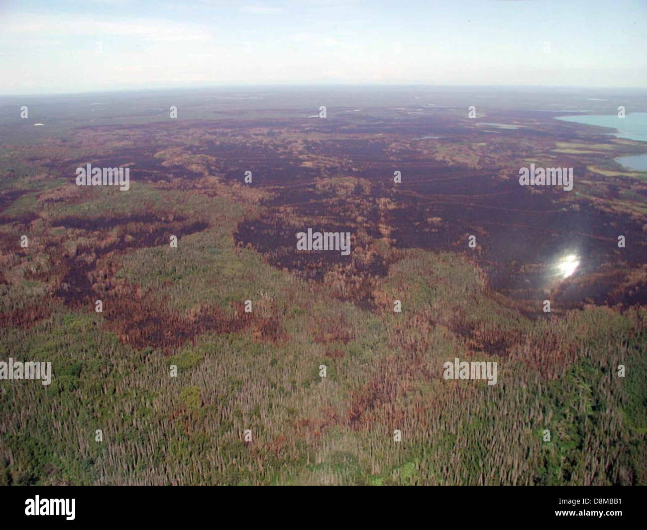 A landscape showing the effects of a spruce bark beetle infestation in ...