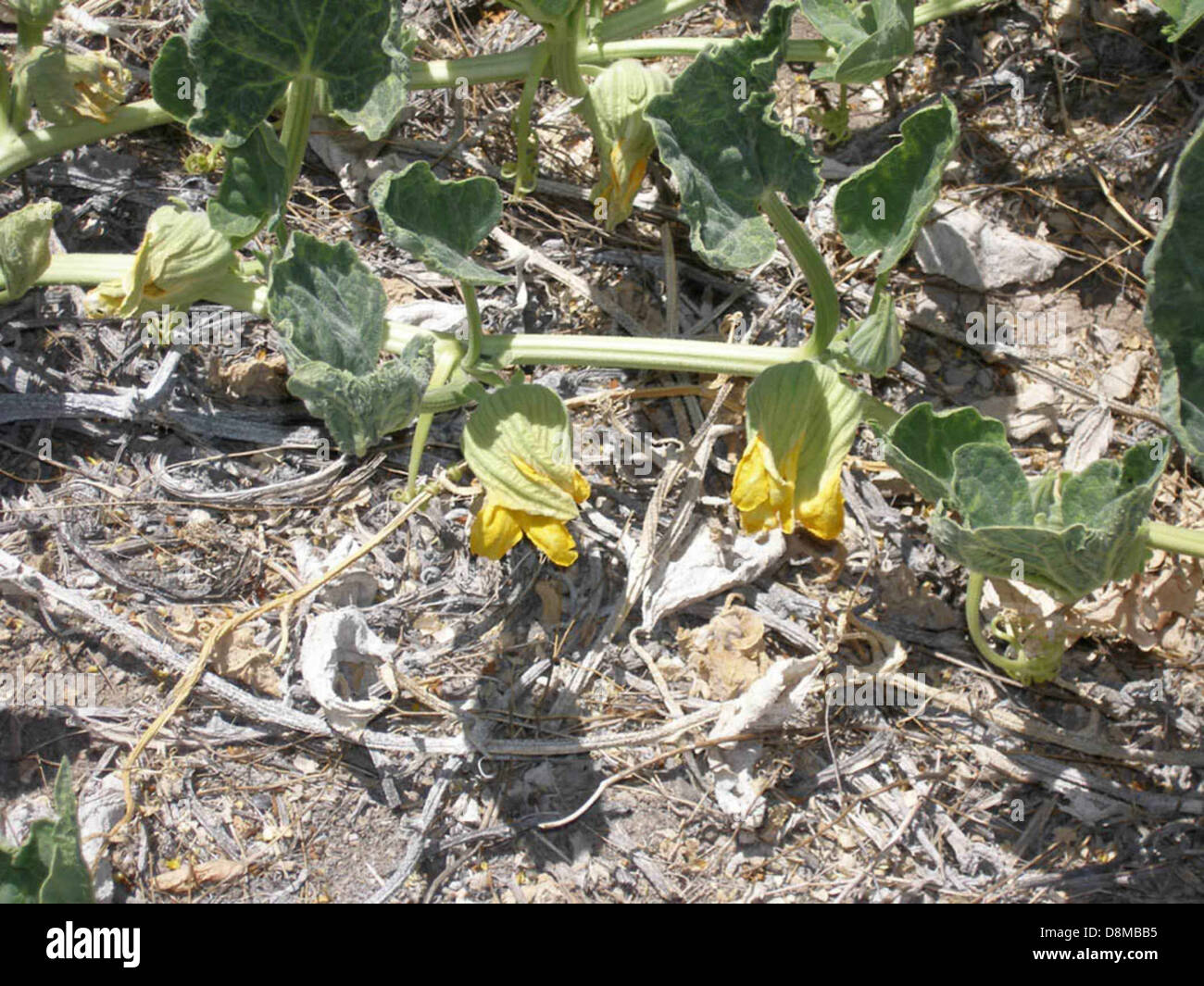 A close-up of a vibrant squash blossom, showcasing the delicate orange ...