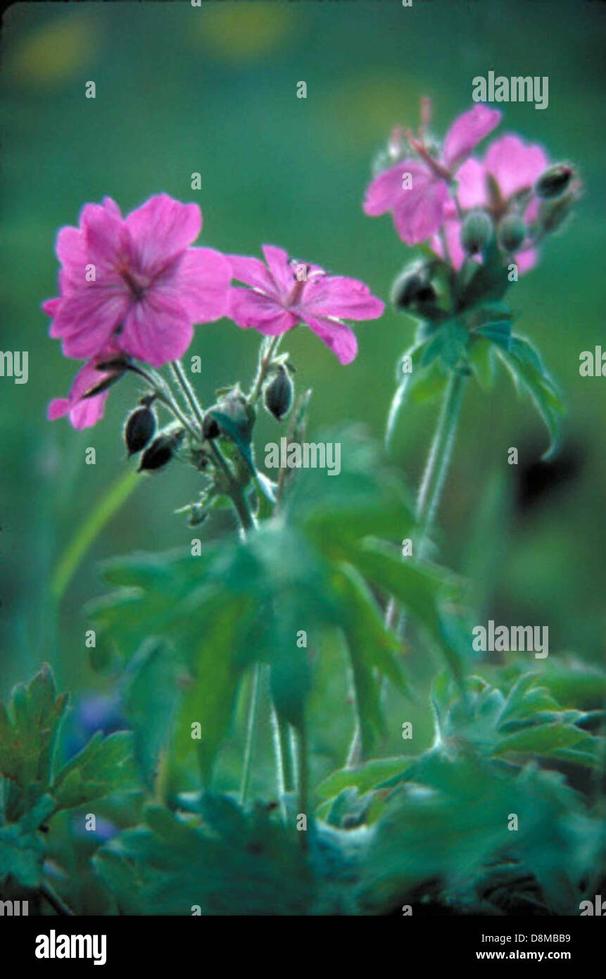 A close-up of Sticky Geranium (Geranium viscosissimum), a plant with ...