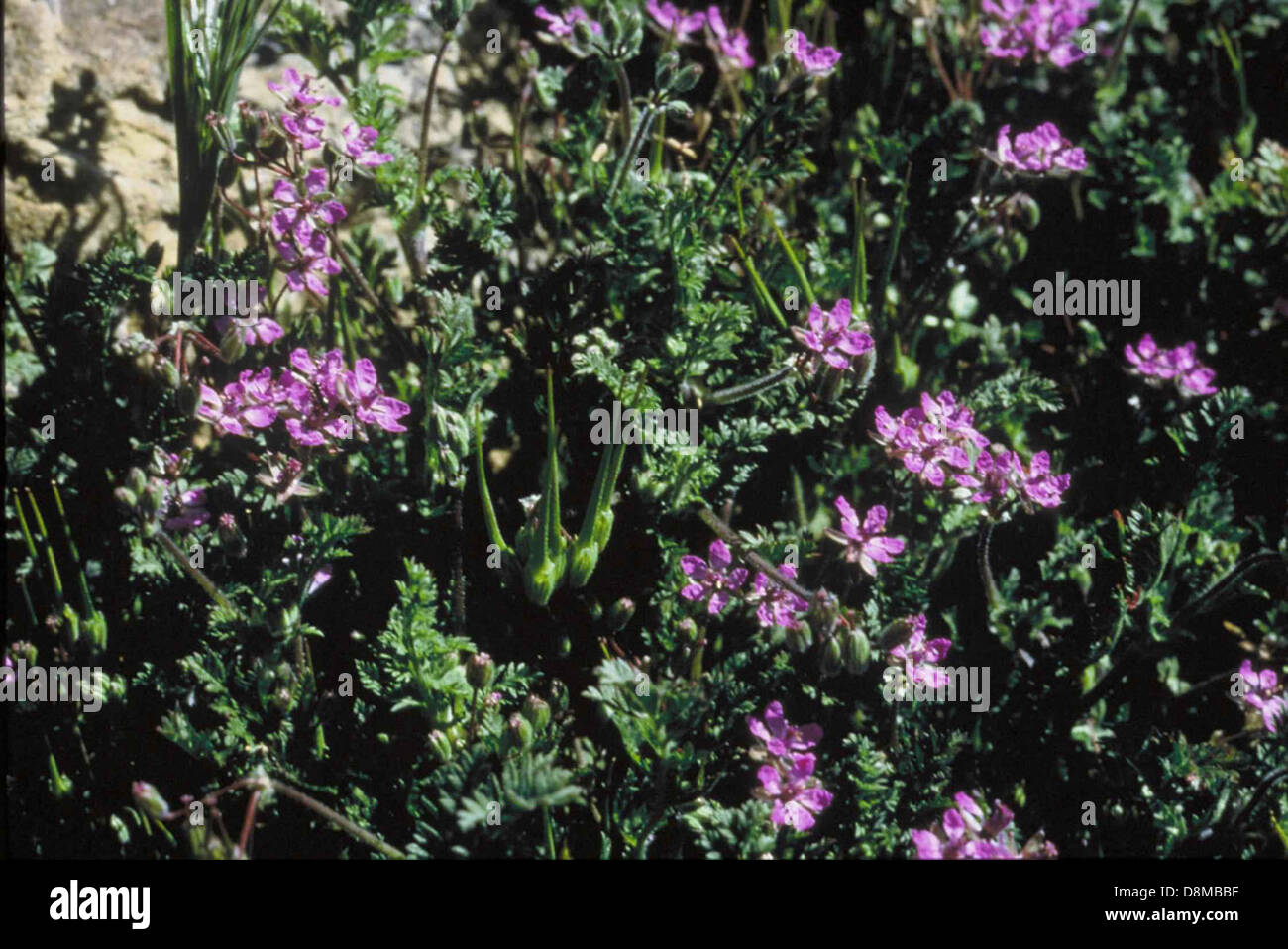 Stork bill plant with pink flowers Stock Photo - Alamy