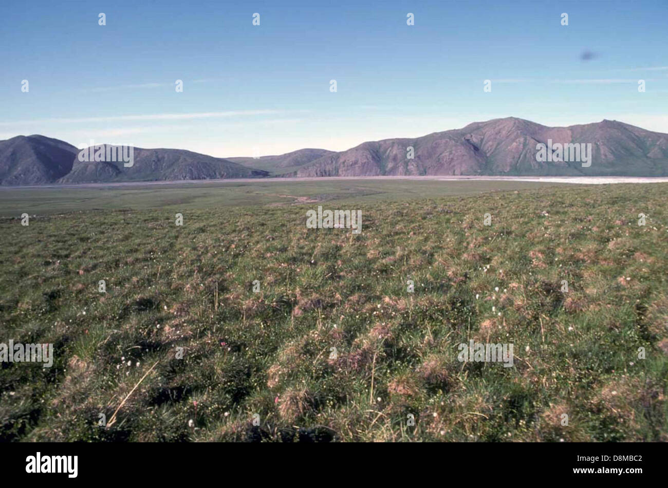 A picturesque summer field stretches across the landscape, with vibrant ...