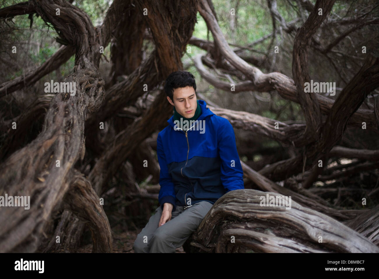 young man sitting on tree branches Stock Photo - Alamy