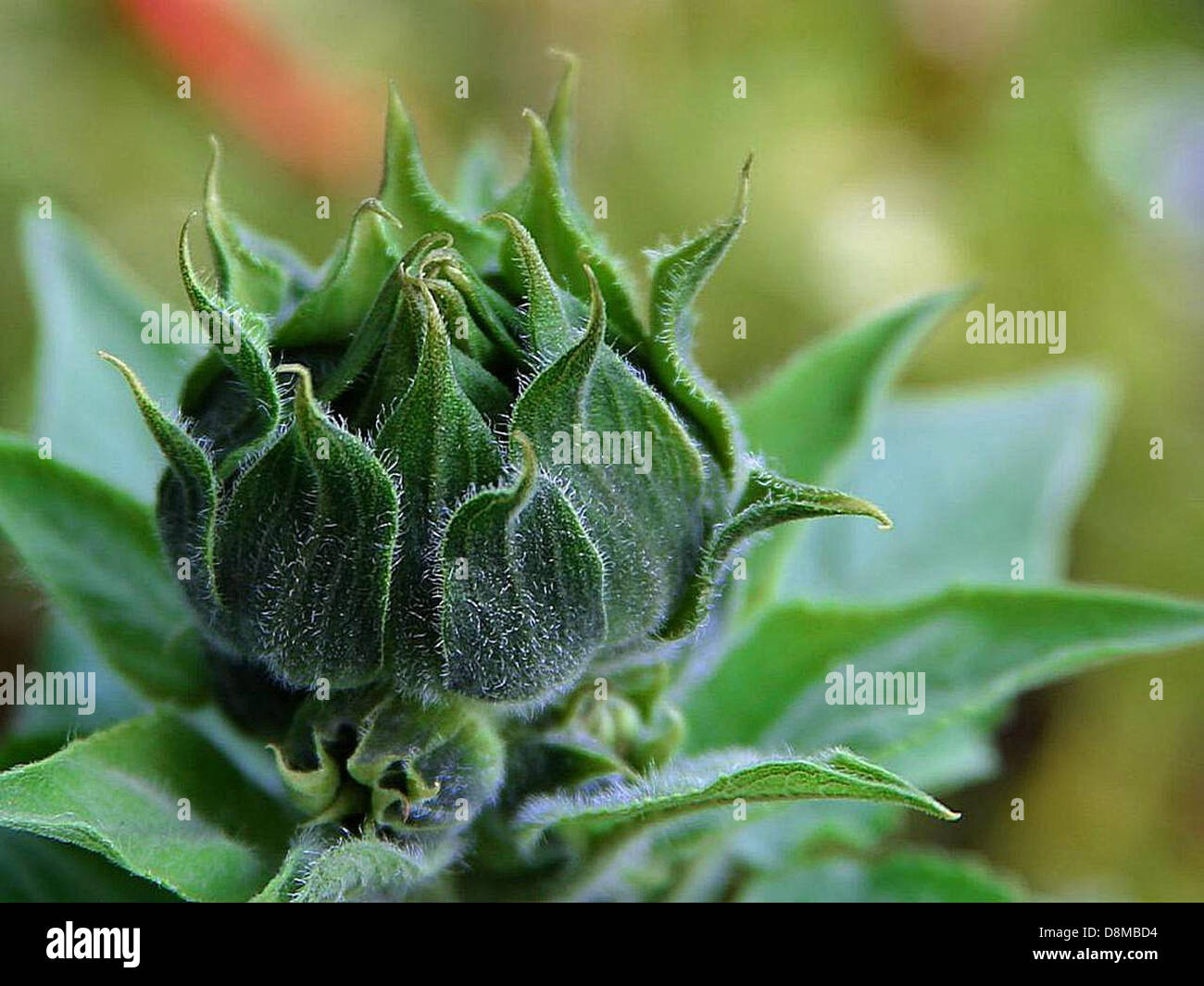 A close-up of green sunflower buds, still in the early stages of growth ...