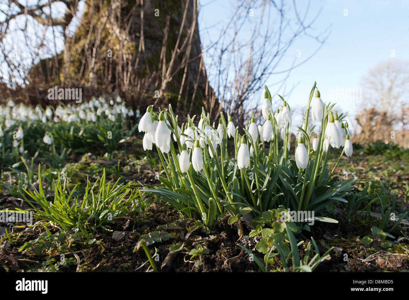 Snowdrop tree hi-res stock photography and images - Alamy