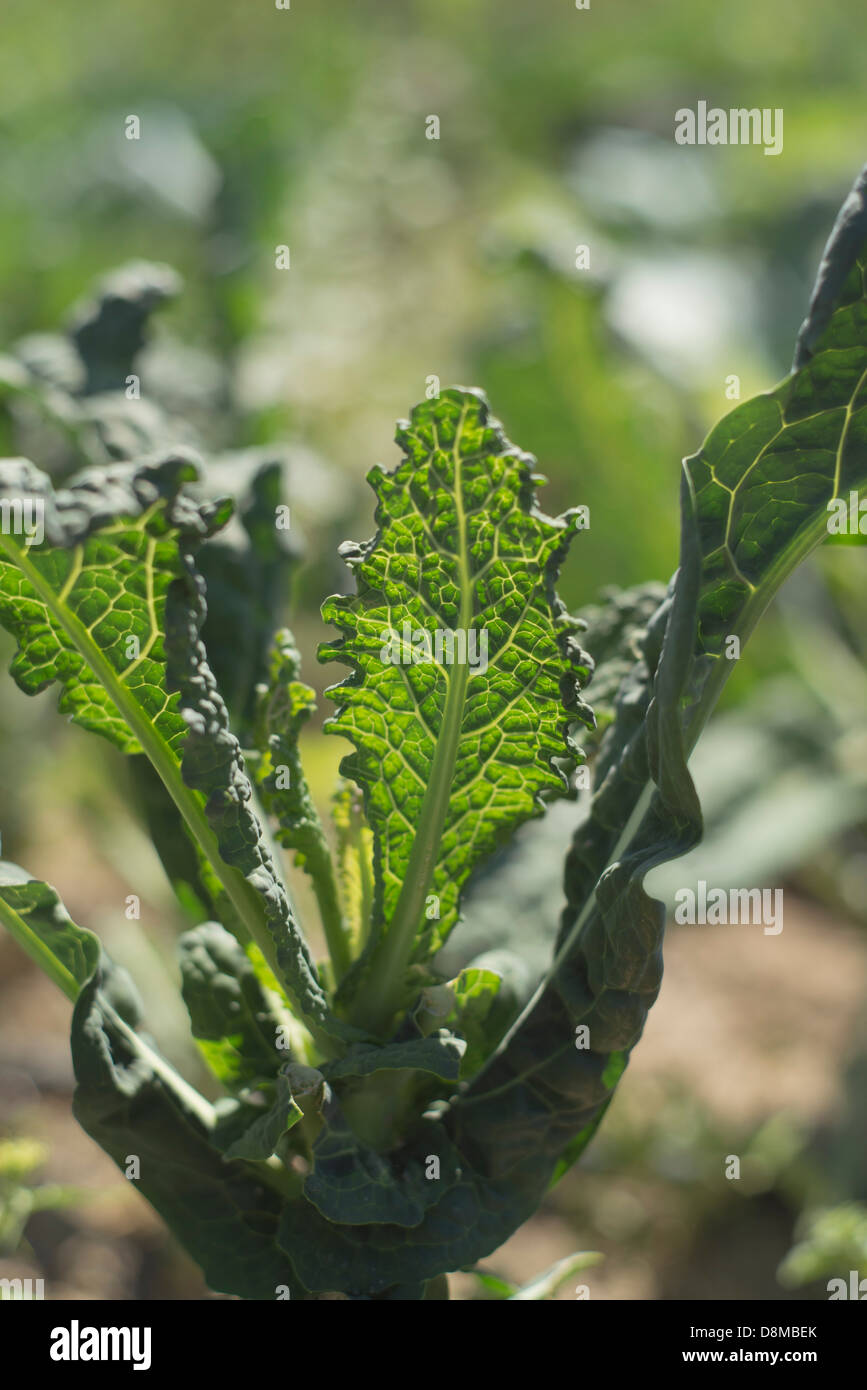 Kale growing on farm Stock Photo - Alamy