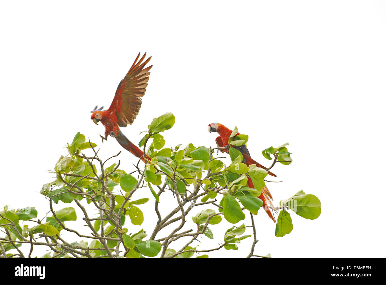 Two macaw birds landing on tree in Costa Rica Stock Photo - Alamy