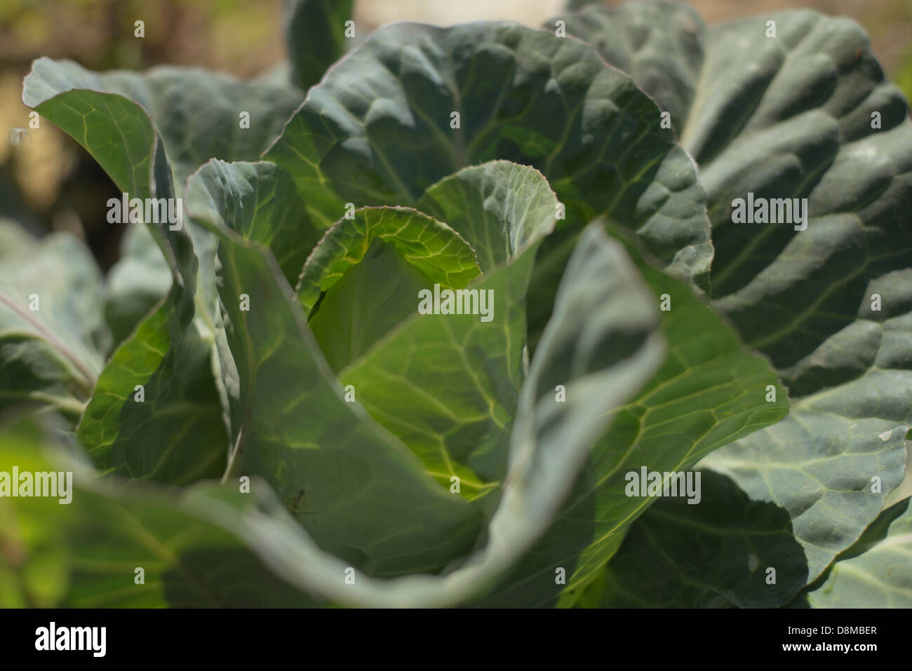 Cabbage growing on farm Stock Photo - Alamy
