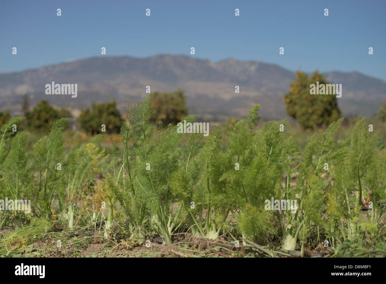 Fennel growing on farm Stock Photo - Alamy