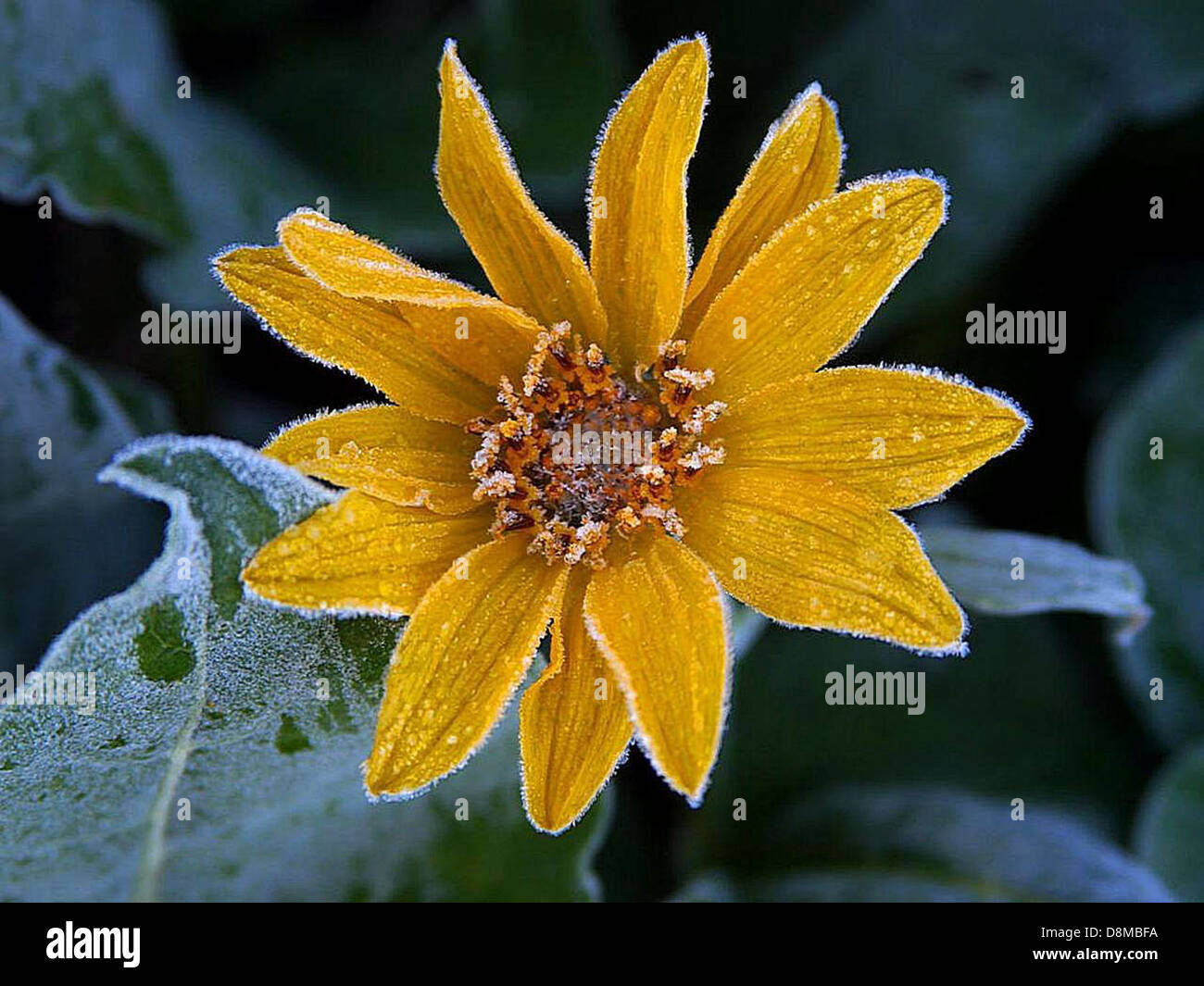 A sunflower covered in frost, with delicate ice crystals clinging to ...