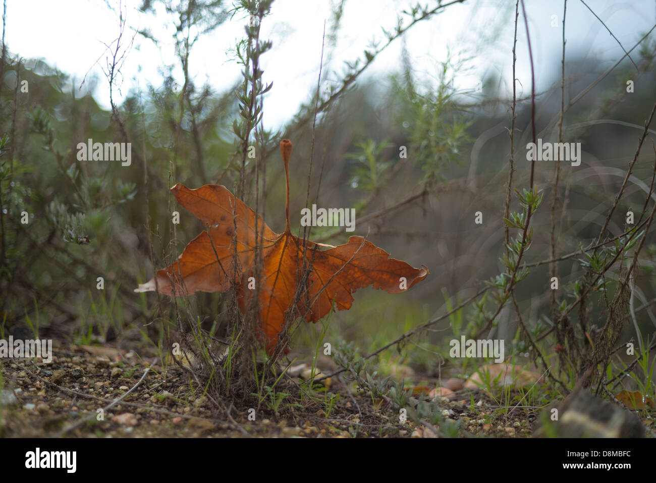 Fallen leaf hi-res stock photography and images - Alamy