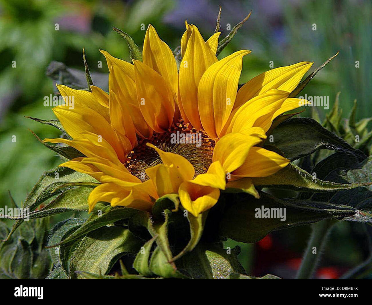 This image features a vibrant sunflower, known for its large yellow ...