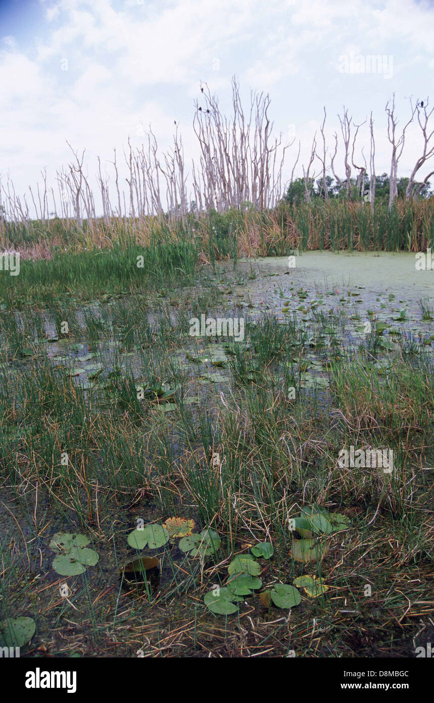 A swampy wetland area filled with lily pads and reeds, surrounded by ...