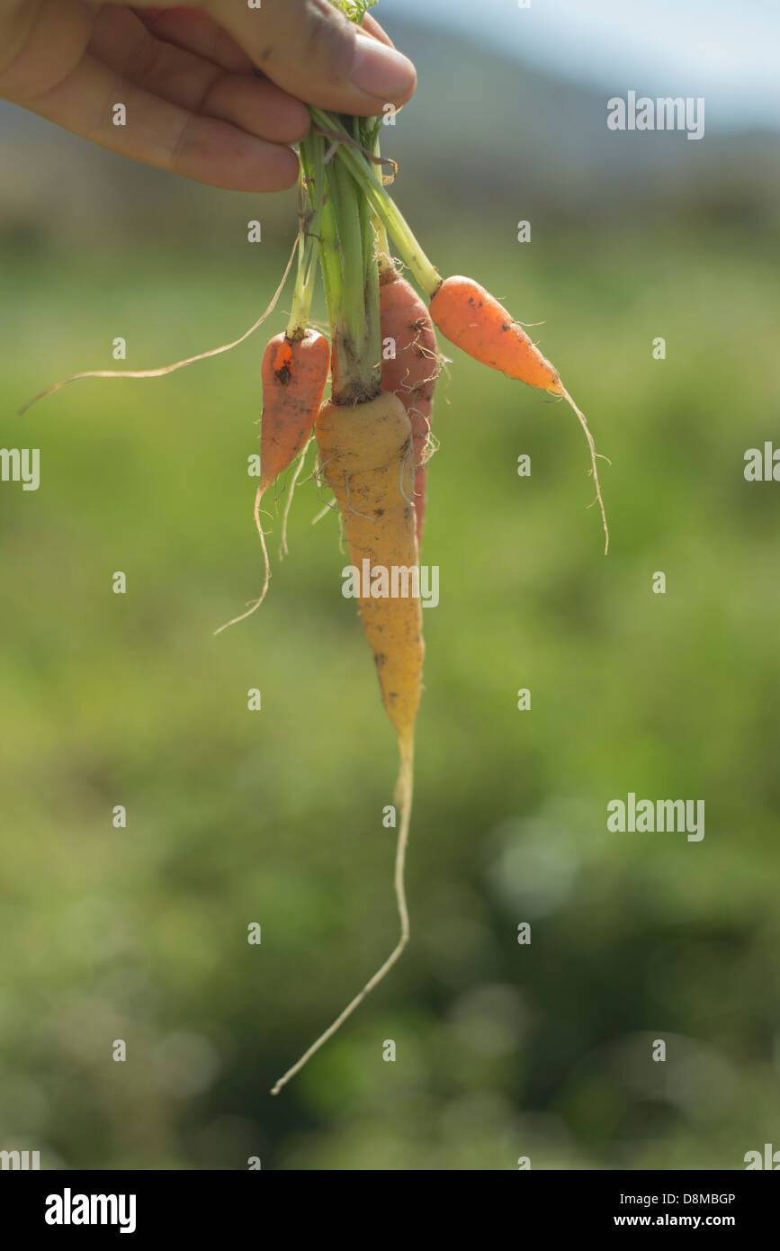 Freshly carrots hi-res stock photography and images - Alamy