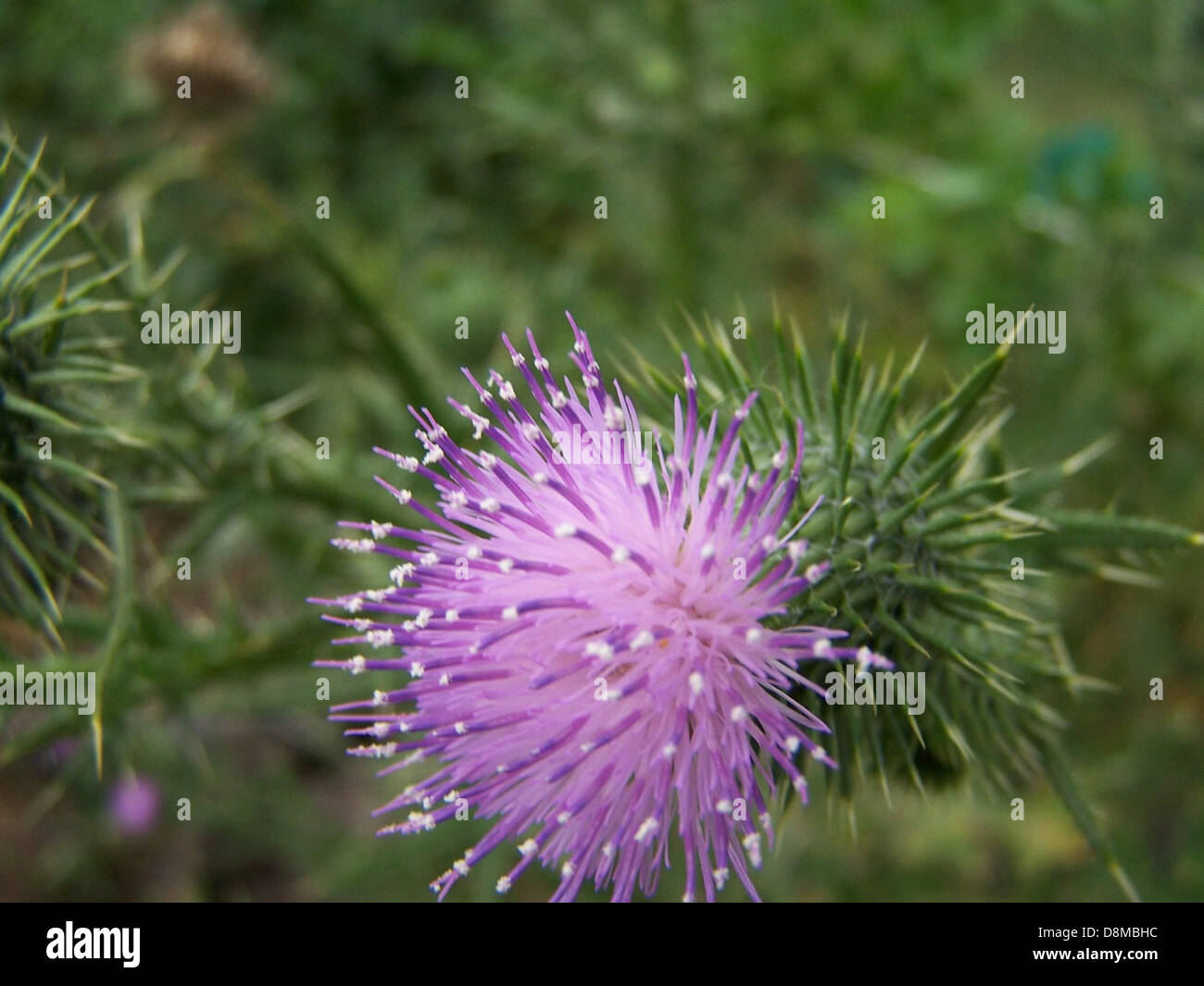 The thistle flower is a vibrant purple bloom, often found in wild areas ...