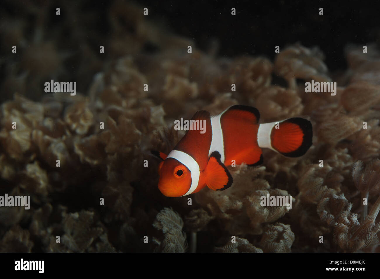 Clownfish swiming near coral Stock Photo - Alamy