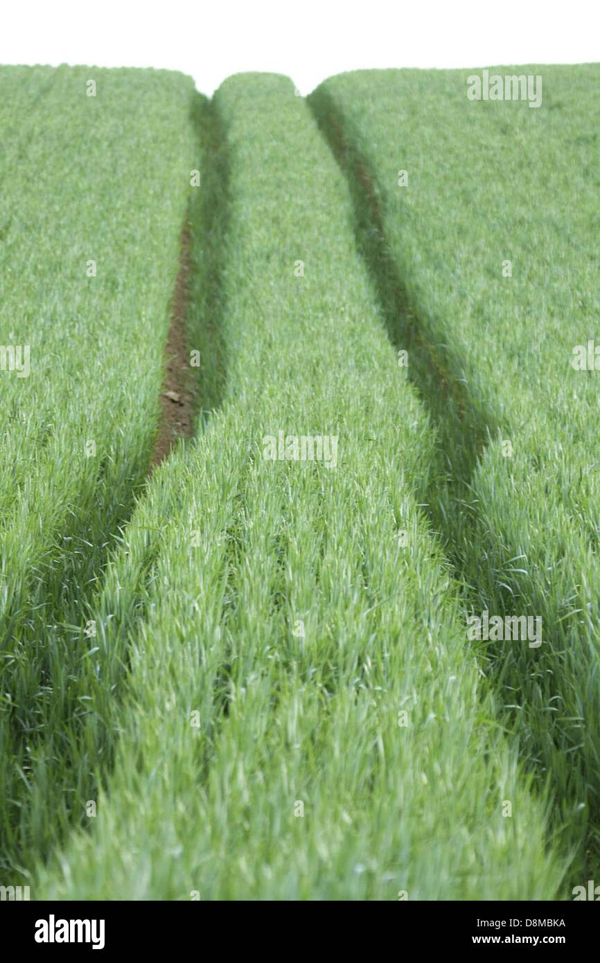 Tractor tracks visible in a field, showing the path of agricultural ...