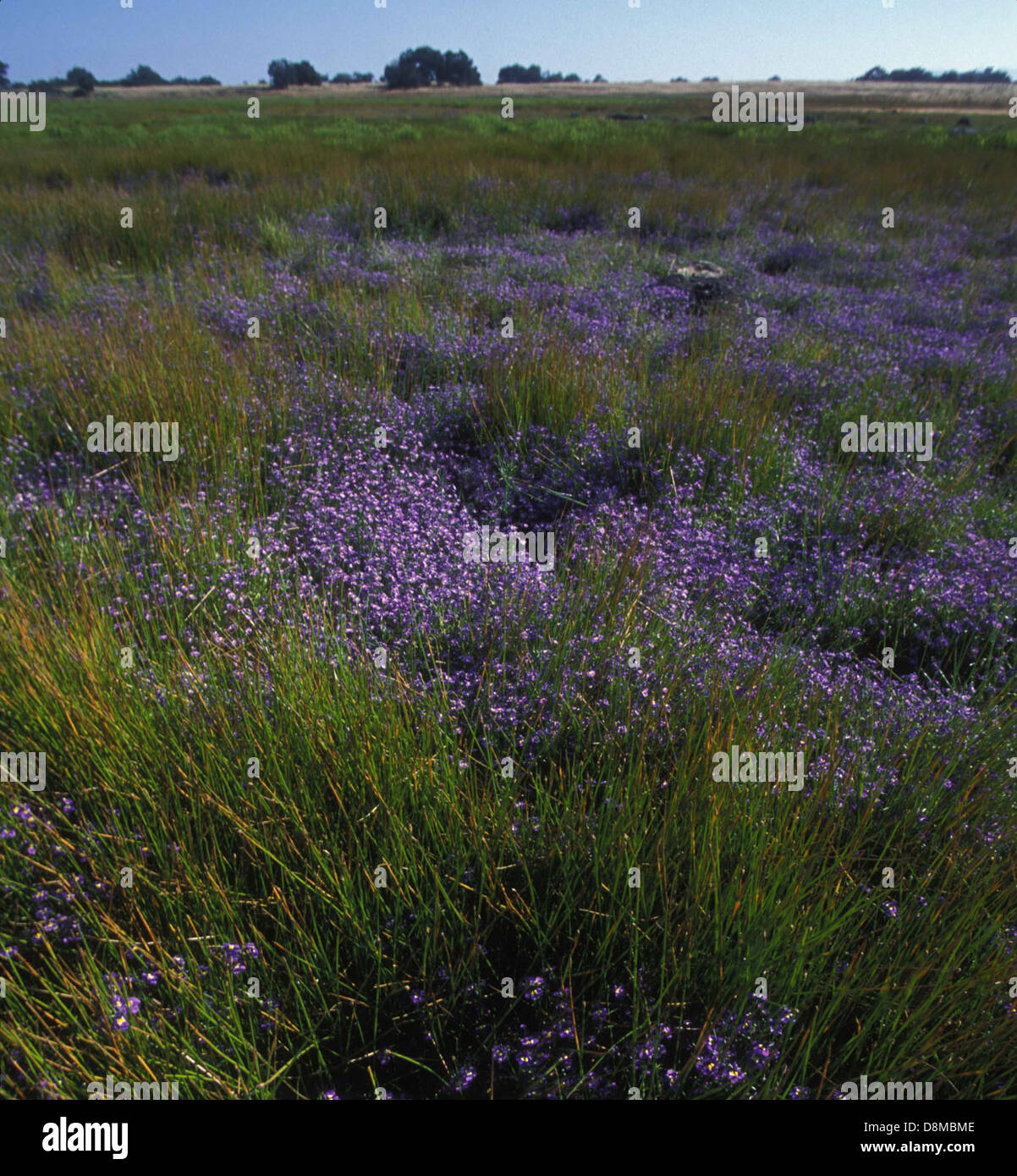 This image shows the vegetation surrounding a vernal pool in the Santa ...