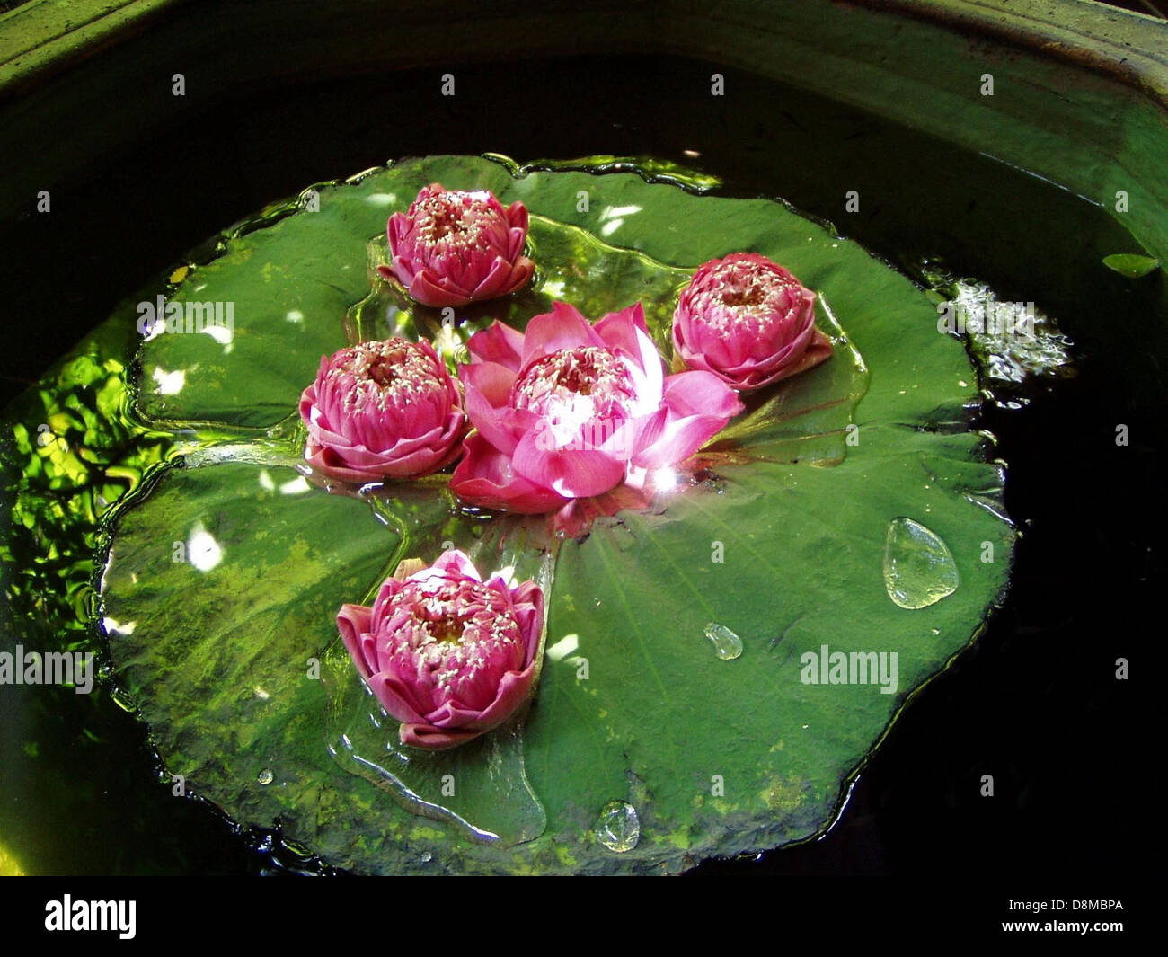 So slight flower hi-res stock photography and images - Alamy