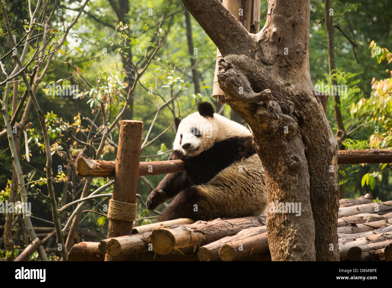 Giant Panda resting on platform Stock Photo - Alamy