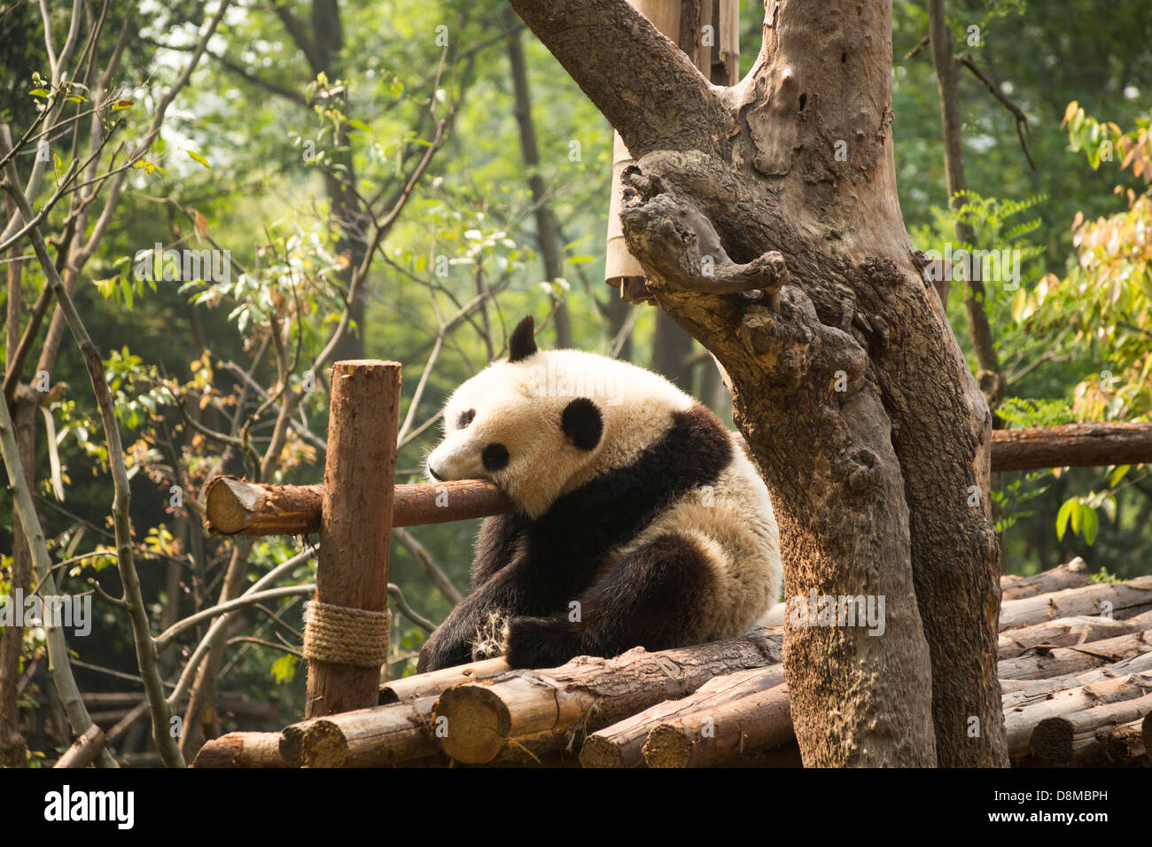 Giant Panda resting on platform Stock Photo - Alamy