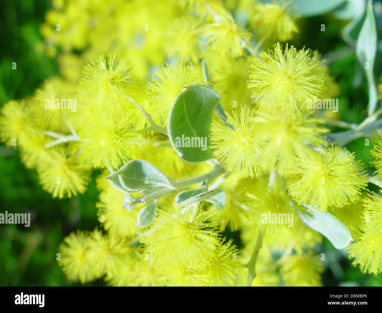 This image features wattle flowers in bloom. Known for their vibrant ...