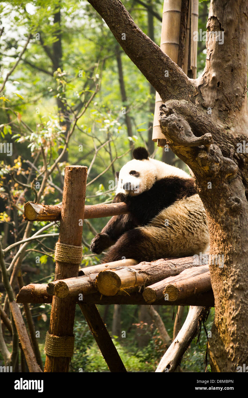 Giant Panda resting on platform Stock Photo - Alamy