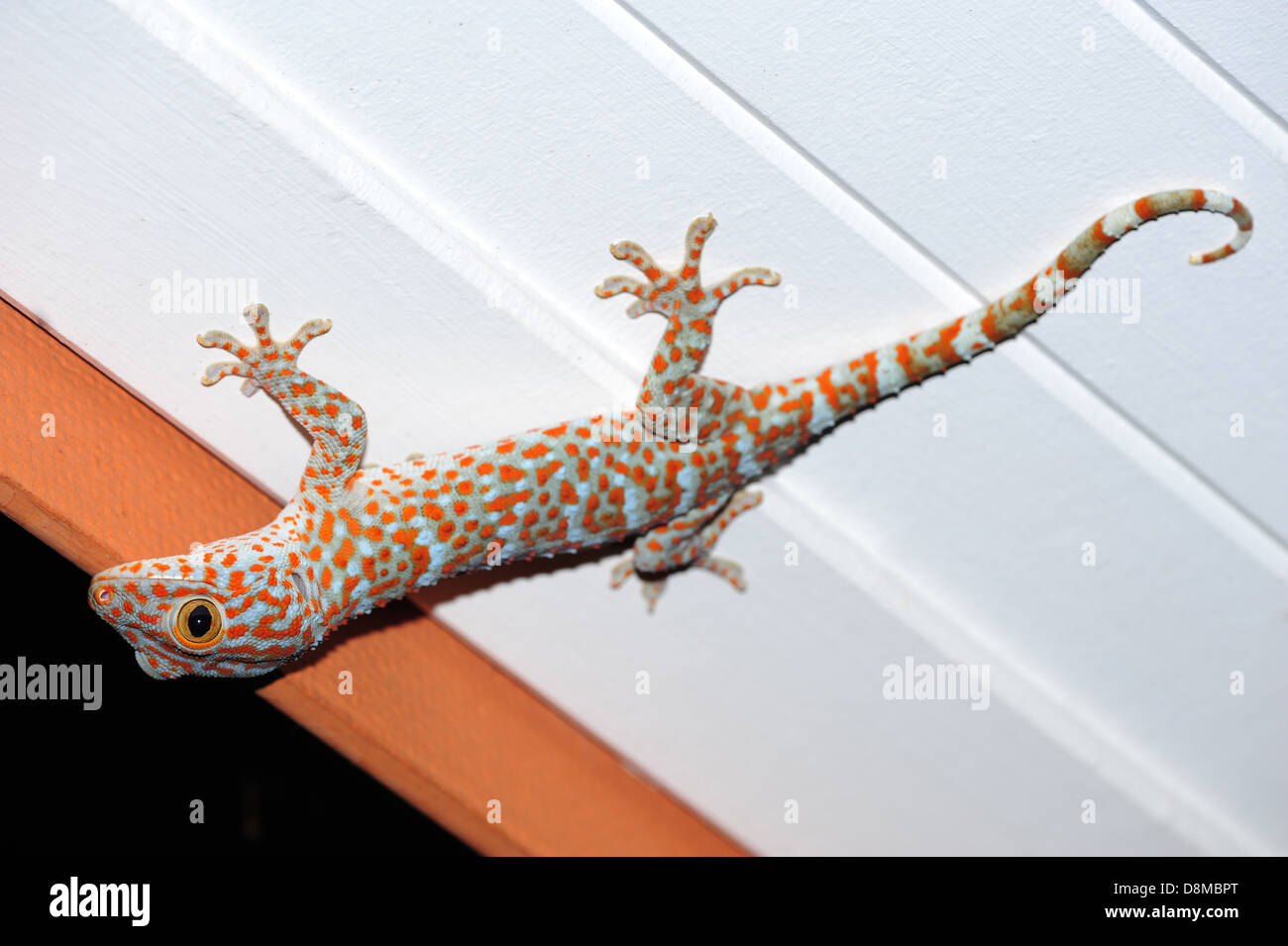 Wall gecko hi-res stock photography and images - Alamy