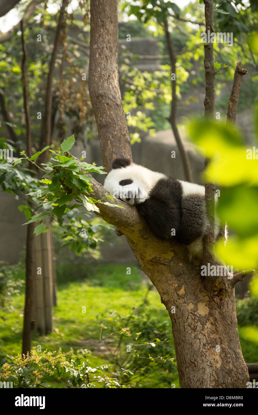 Giant Panda sleeping in tree Chengdu China Stock Photo - Alamy