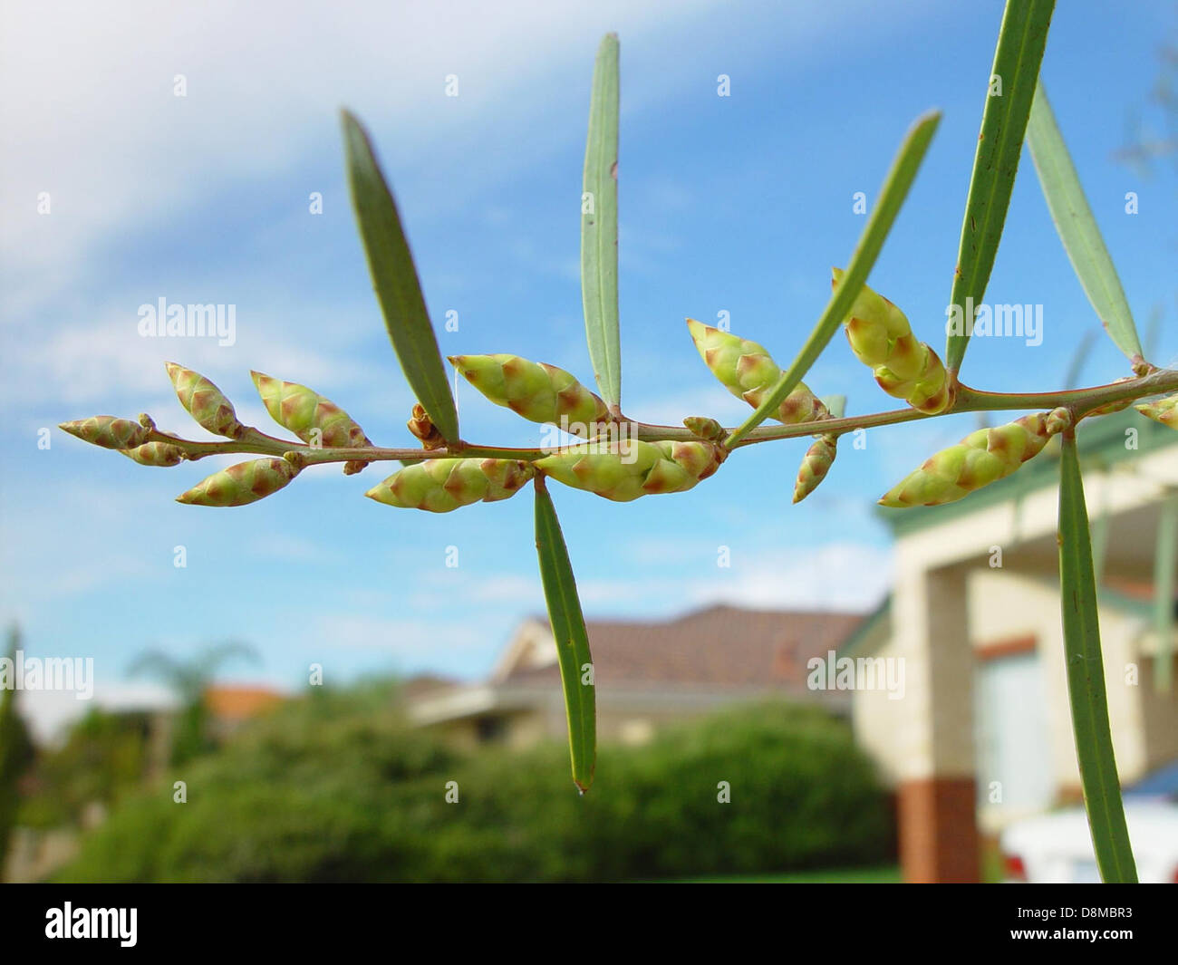 Wattle pods from Australian acacia species, featuring elongated, curved ...