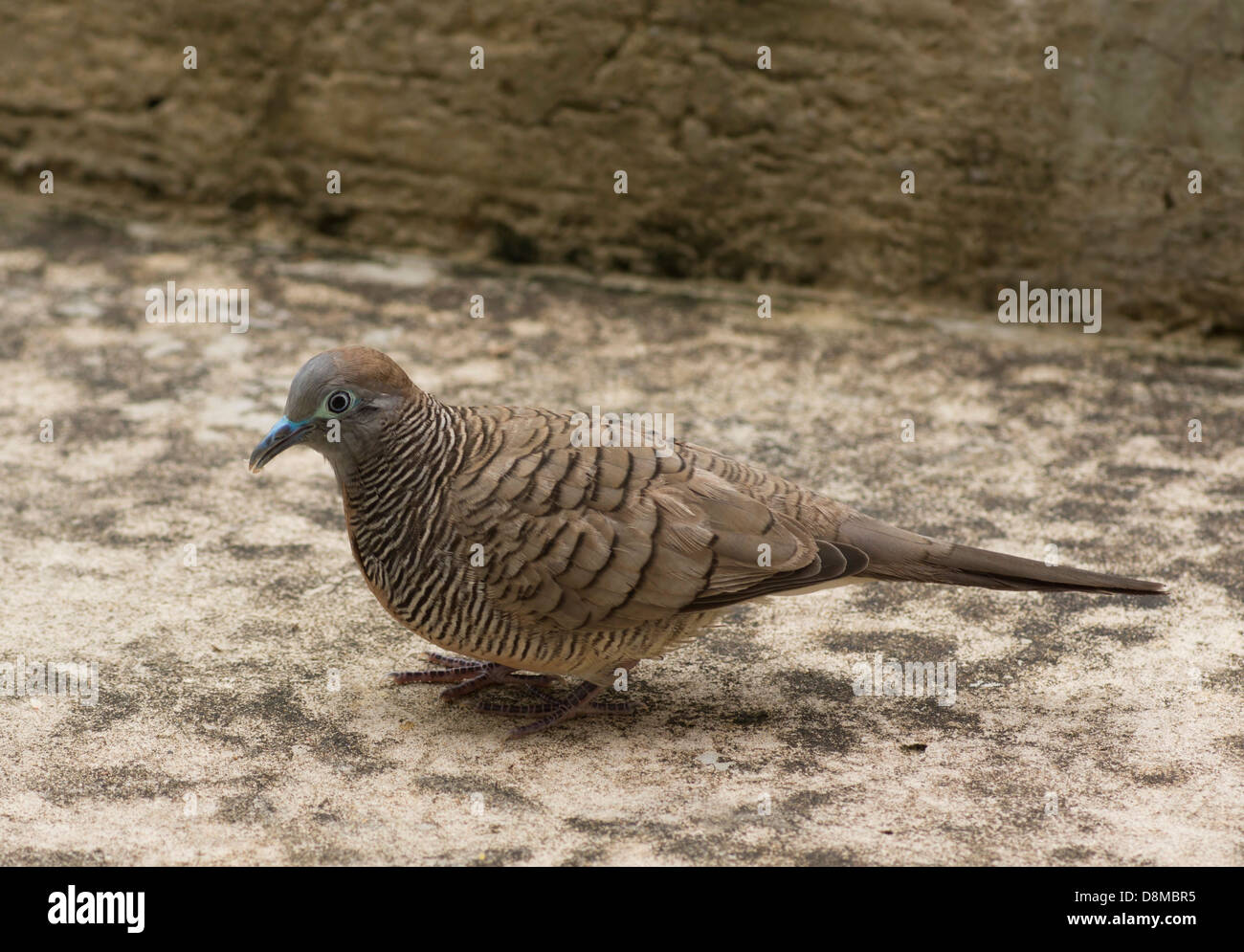Wild Female Zebra Dove; Geopelia striata Stock Photo - Alamy