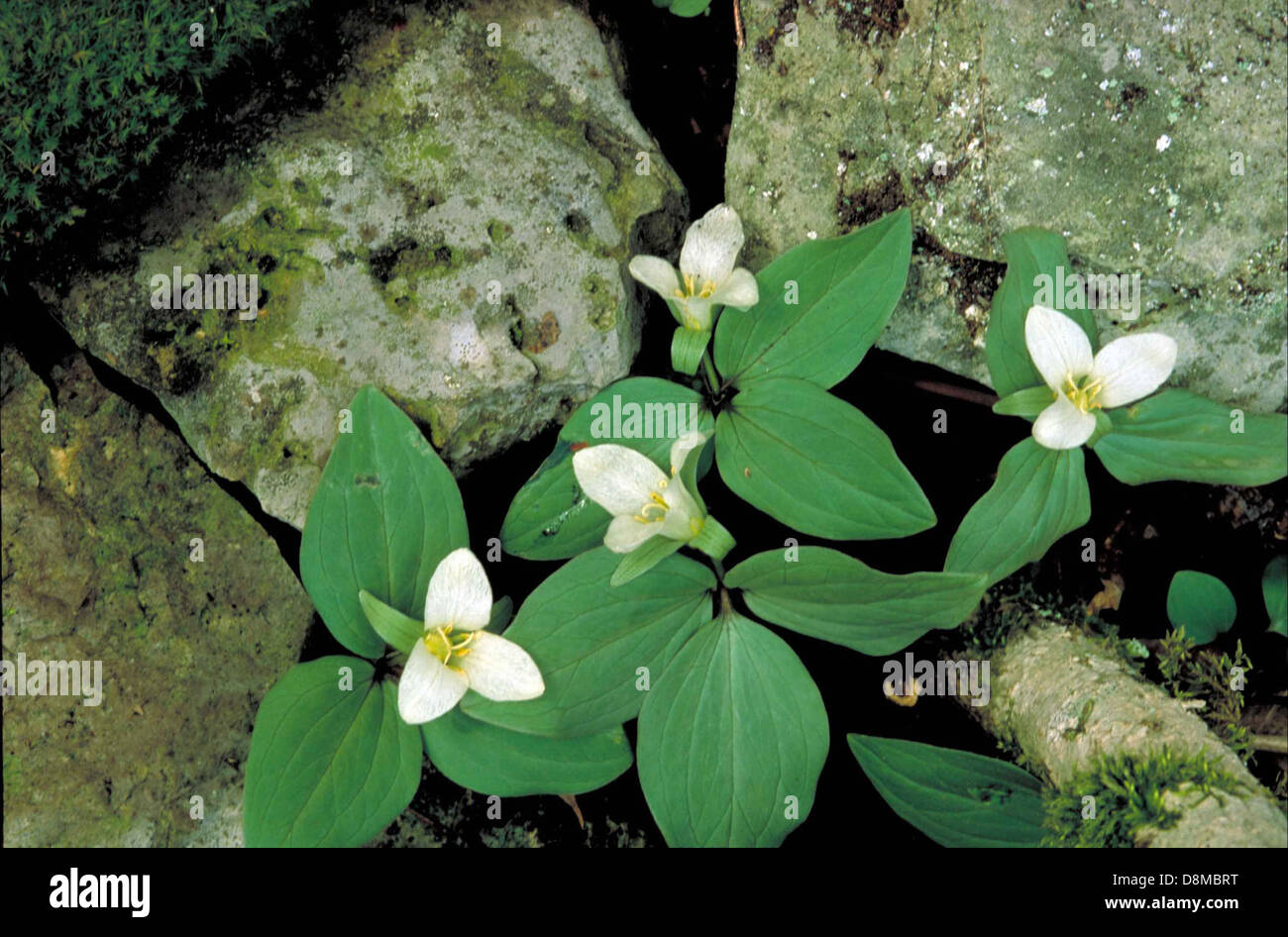 Wildflowers growing in harsh conditions hi-res stock photography and ...