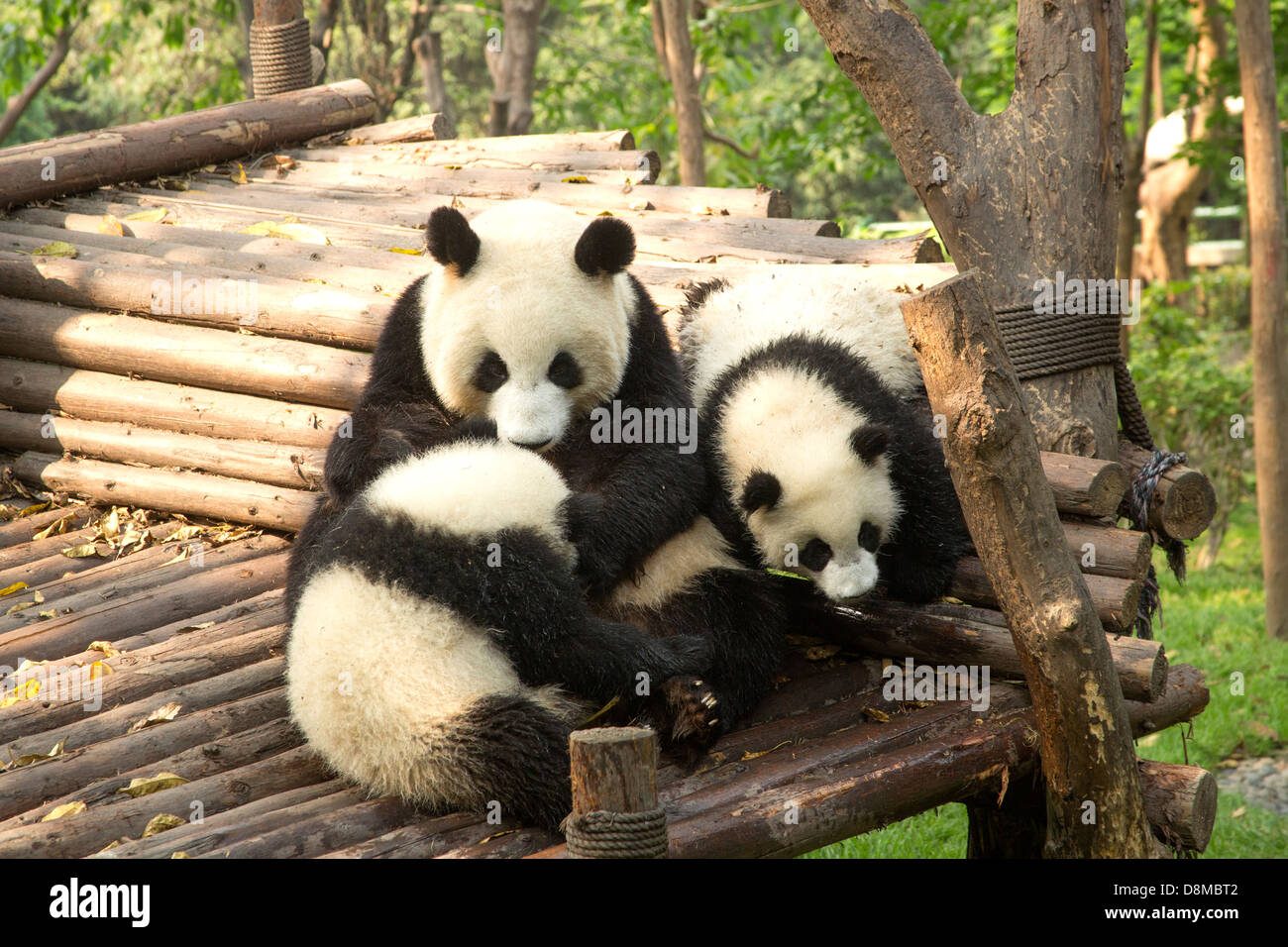 group of Giant Pandas in Chinese reserve Stock Photo - Alamy