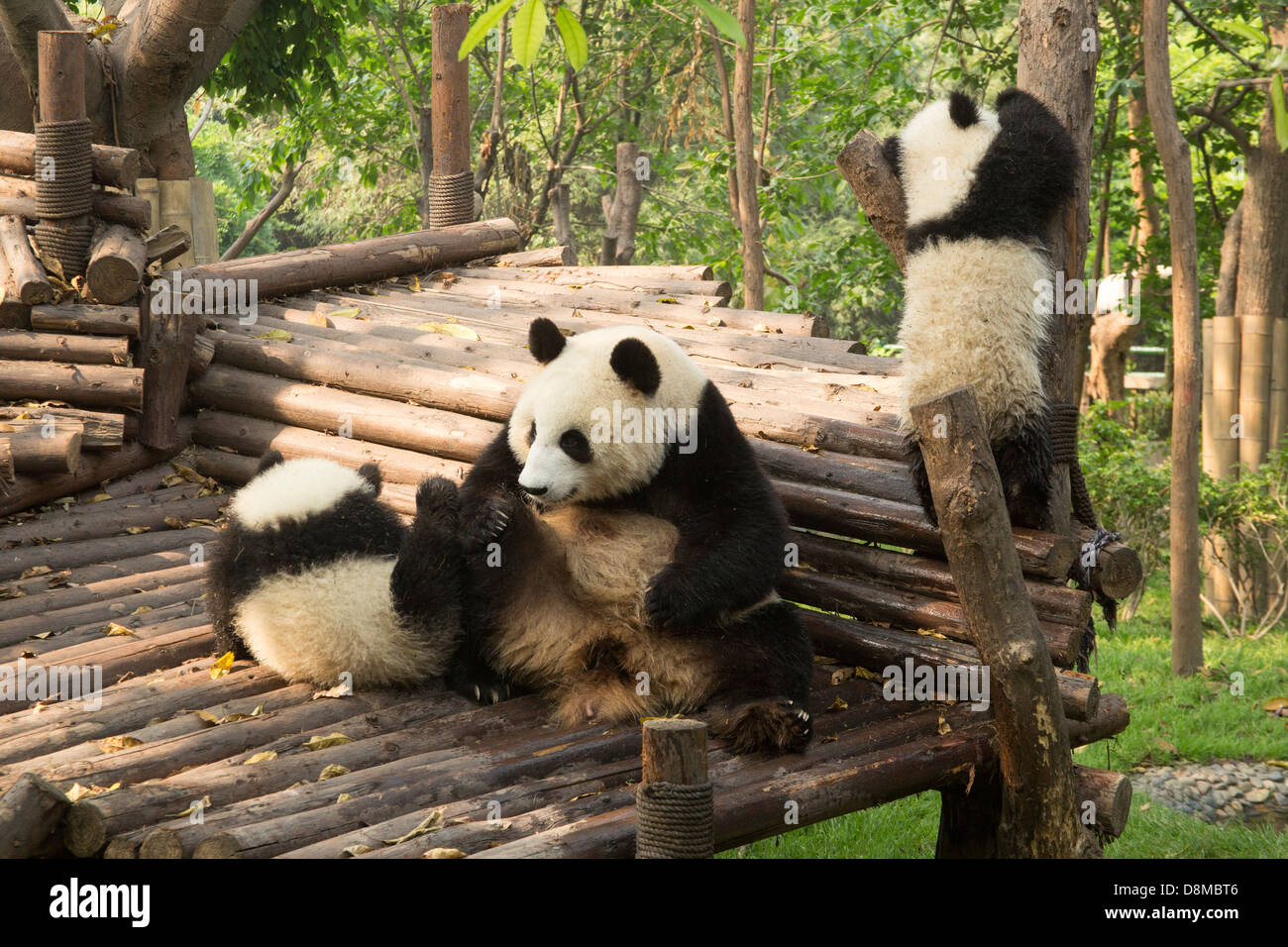 Group of pandas hi-res stock photography and images - Alamy