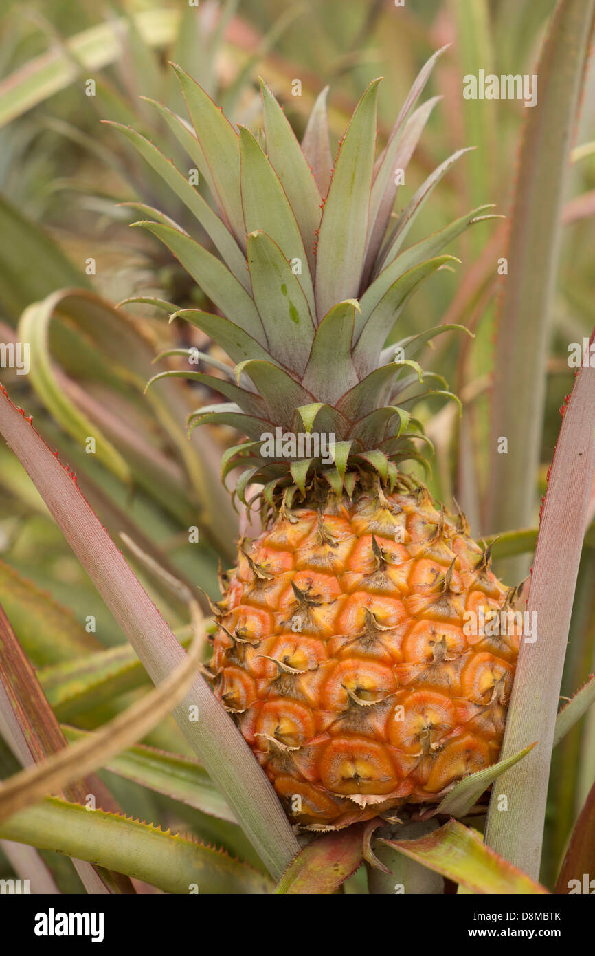 Ripening Pineapple in Open Plantation Field Stock Photo - Alamy
