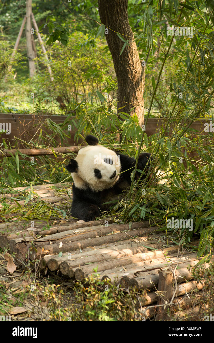 Giant Panda feeding on bamboo in Chengdu Sanctuary China Stock Photo ...