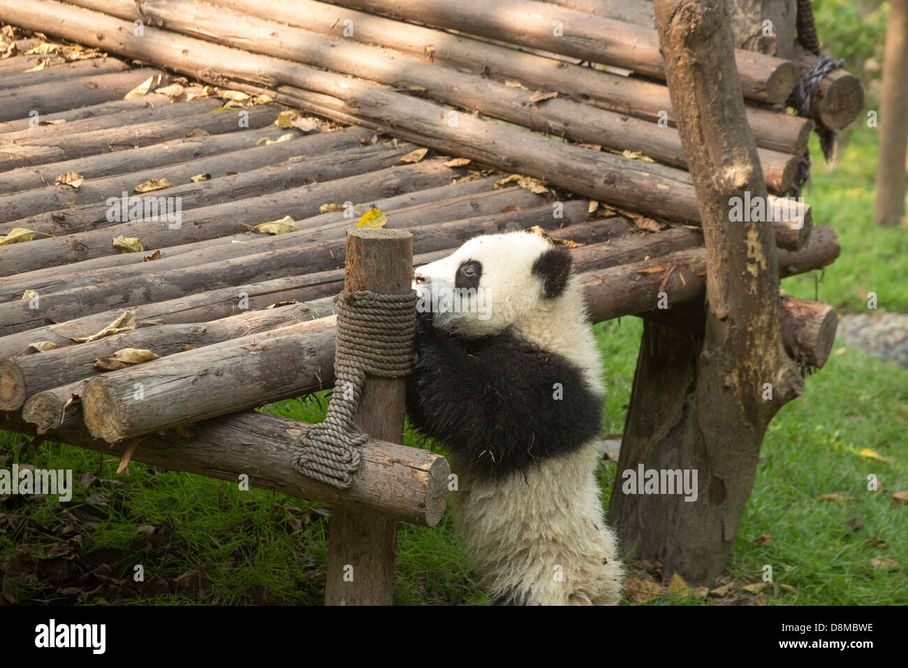 A Giant Panda climbing wooden platform in wild-life reserve in Chengdu ...