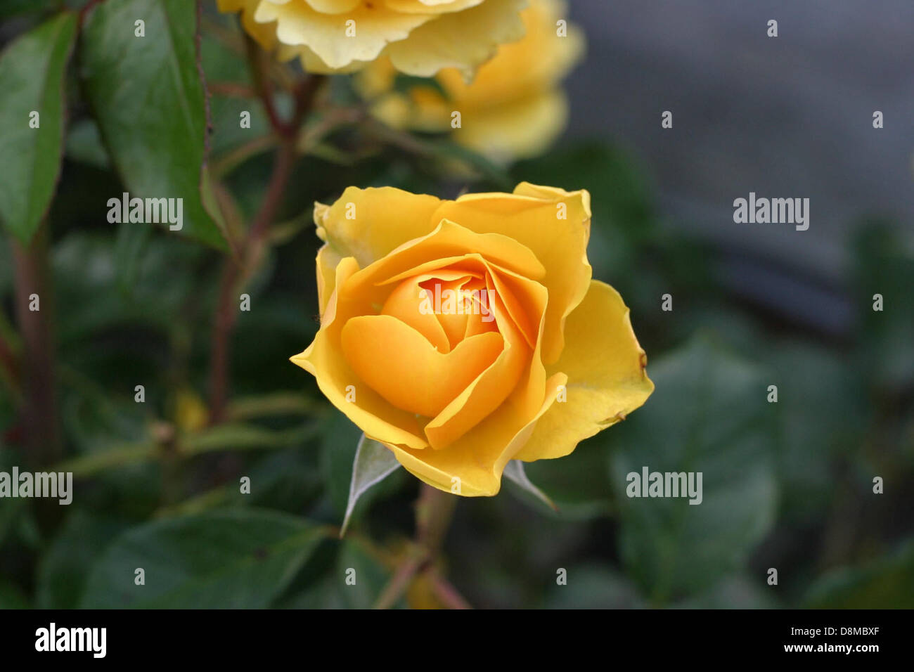 Yellow rose bud Stock Photo - Alamy