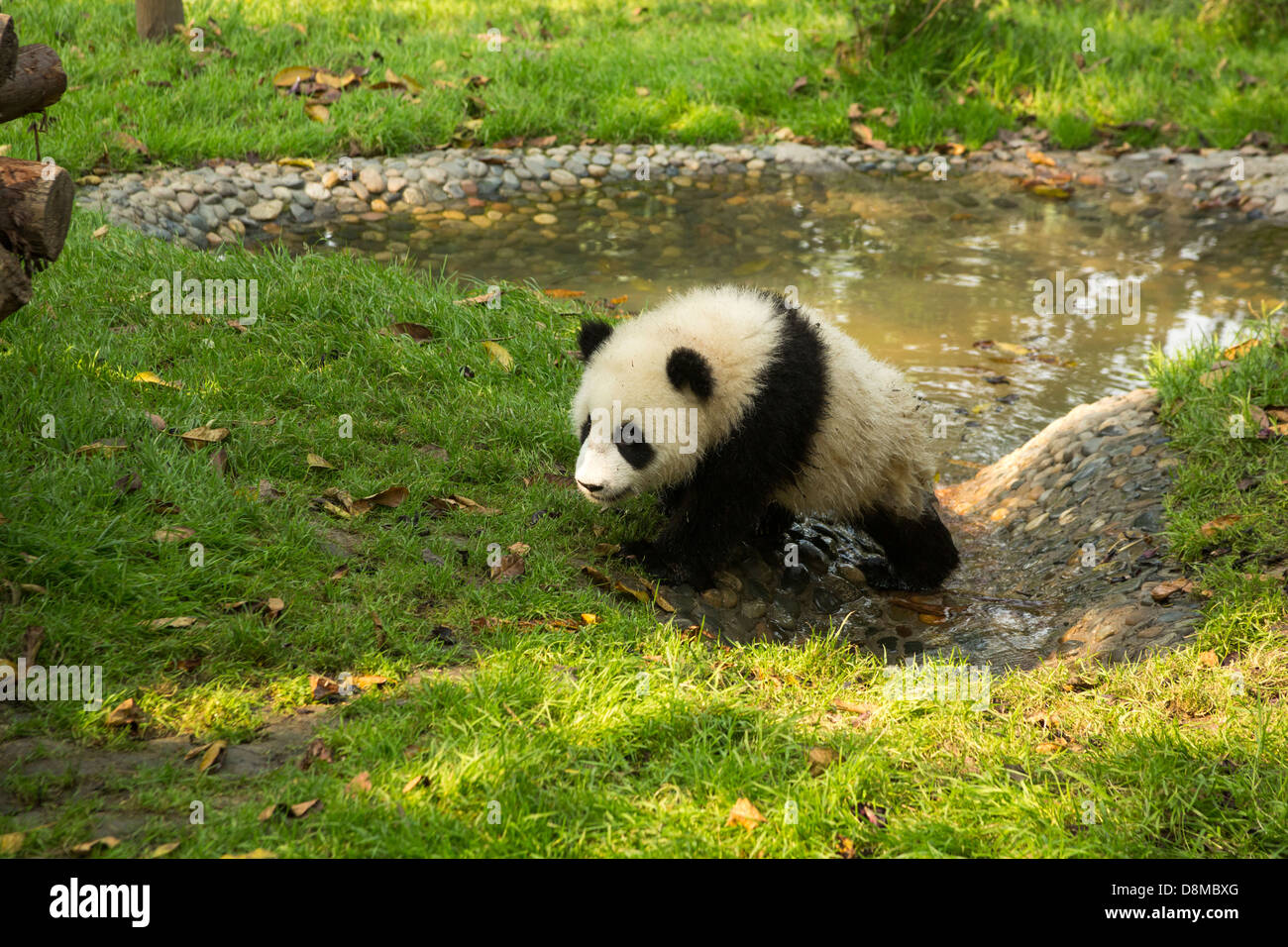 Lone Giant Panda exercising in enclosure in Chengdu China Stock Photo ...