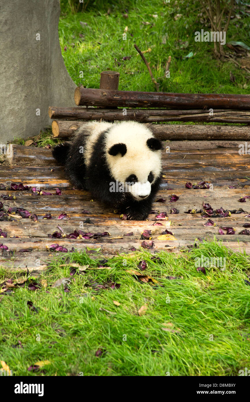 Lone Giant Panda exercising in enclosure in Chengdu China Stock Photo ...