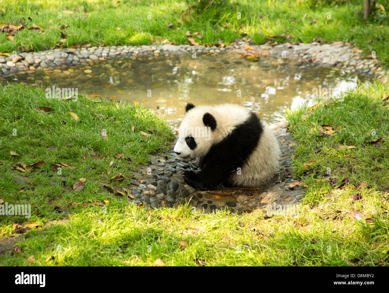 Lone Giant Panda exercising in enclosure in Chengdu China Stock Photo ...