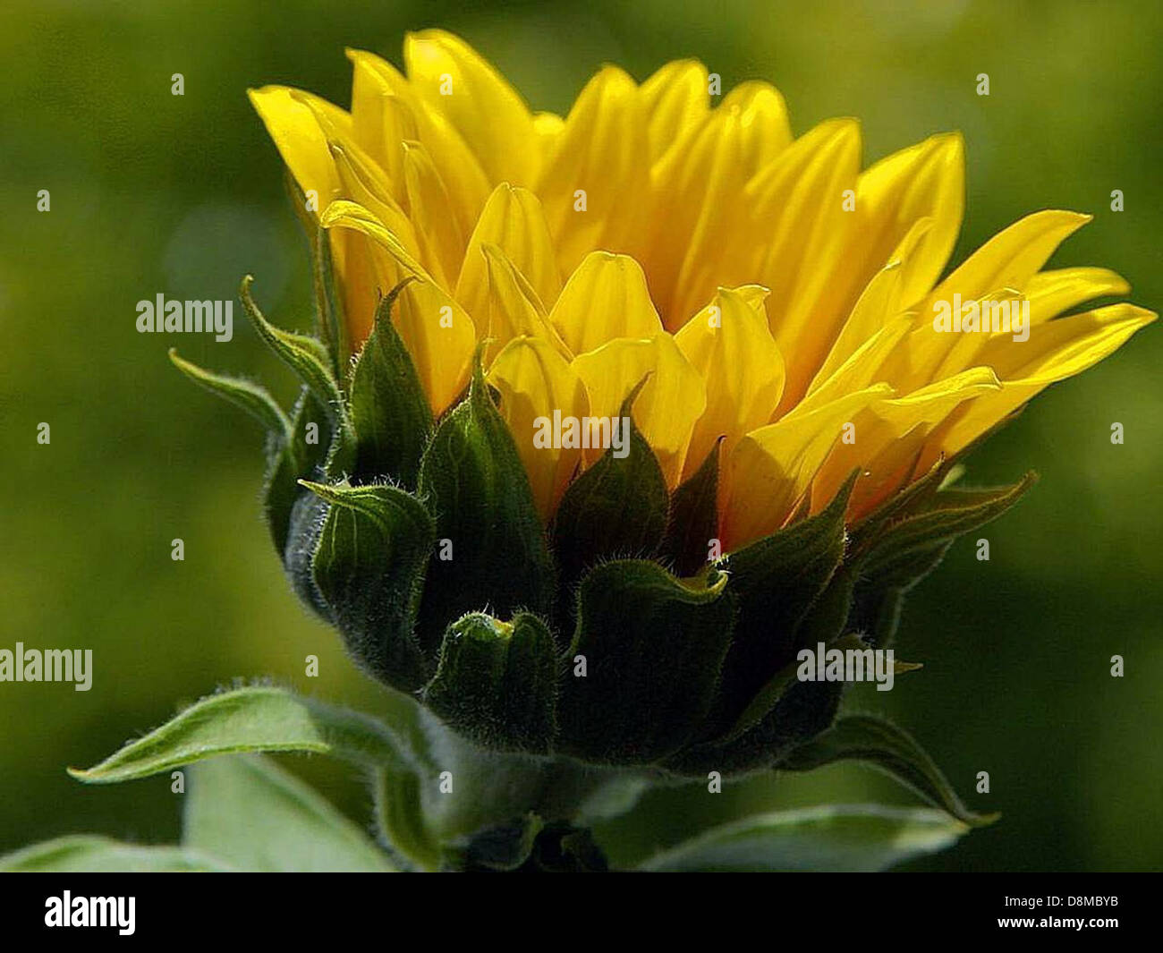 Yellow sun flower Stock Photo - Alamy