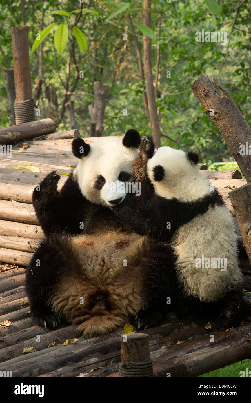 Group Of Pandas High Resolution Stock Photography and Images - Alamy
