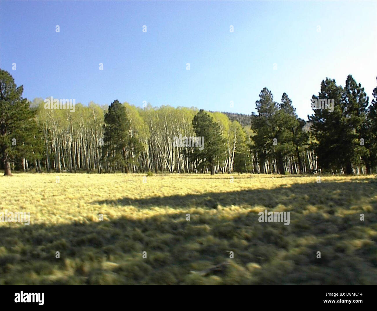 This image shows a grove of aspen trees surrounded by taller pine trees ...