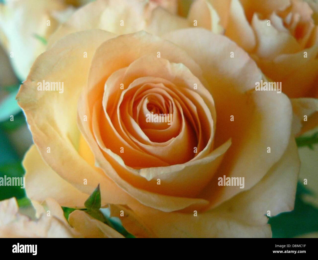 A close-up image of an apricot-colored rose in full bloom, showing the ...