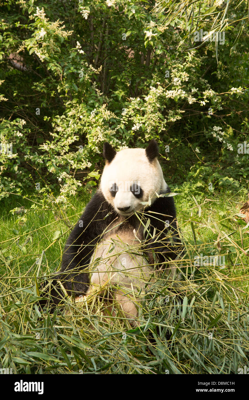 Giant Panda in Chengdu China bamboo feeding Stock Photo - Alamy