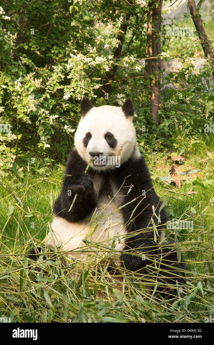 Giant Panda in Chengdu China bamboo feeding Stock Photo - Alamy