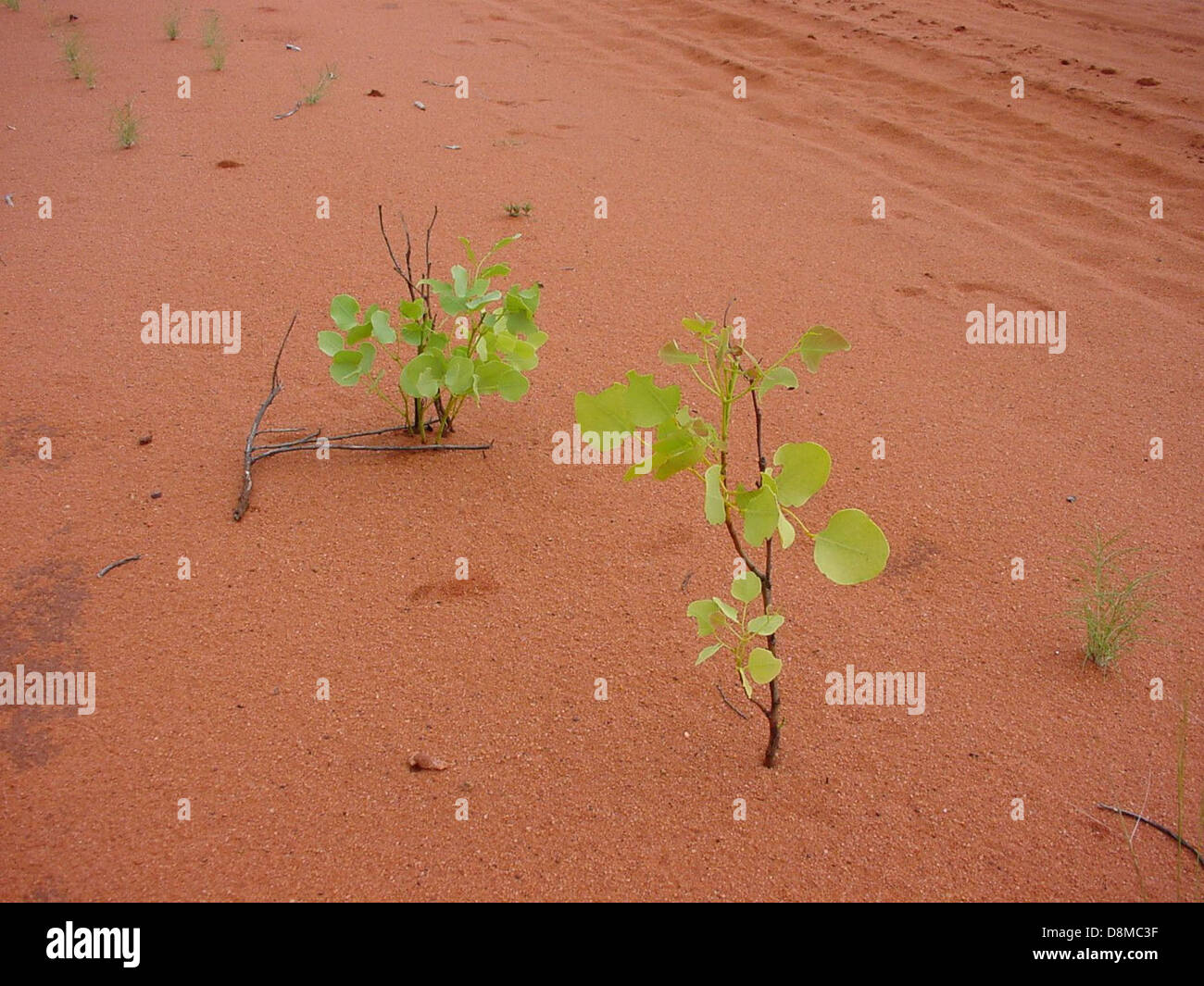 Baby gum trees boreline road near goldsworthy Stock Photo - Alamy