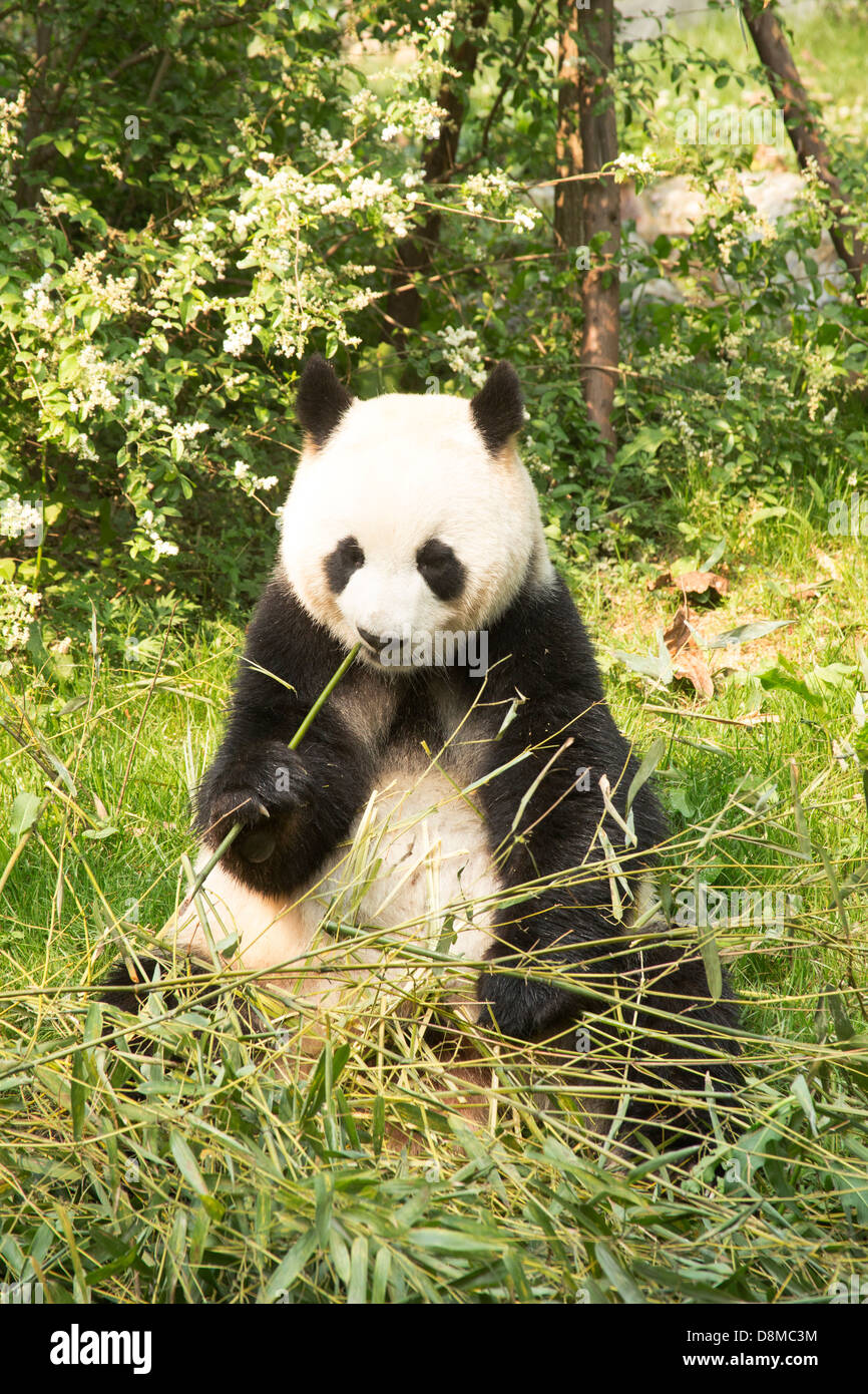 Giant Panda in Chengdu China bamboo feeding Stock Photo - Alamy