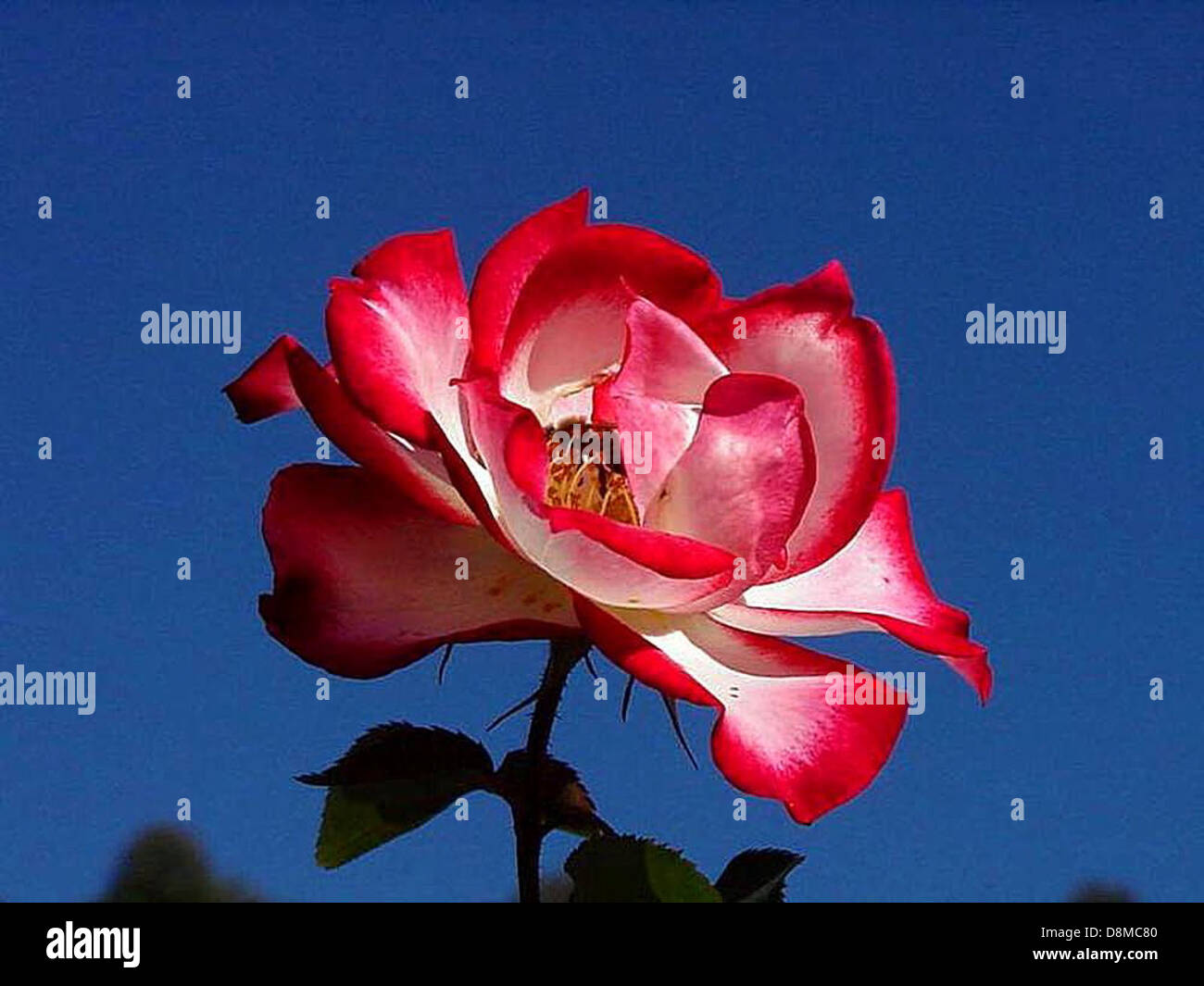 Roses in full bloom at Balboa Park, known for its vibrant colors and ...
