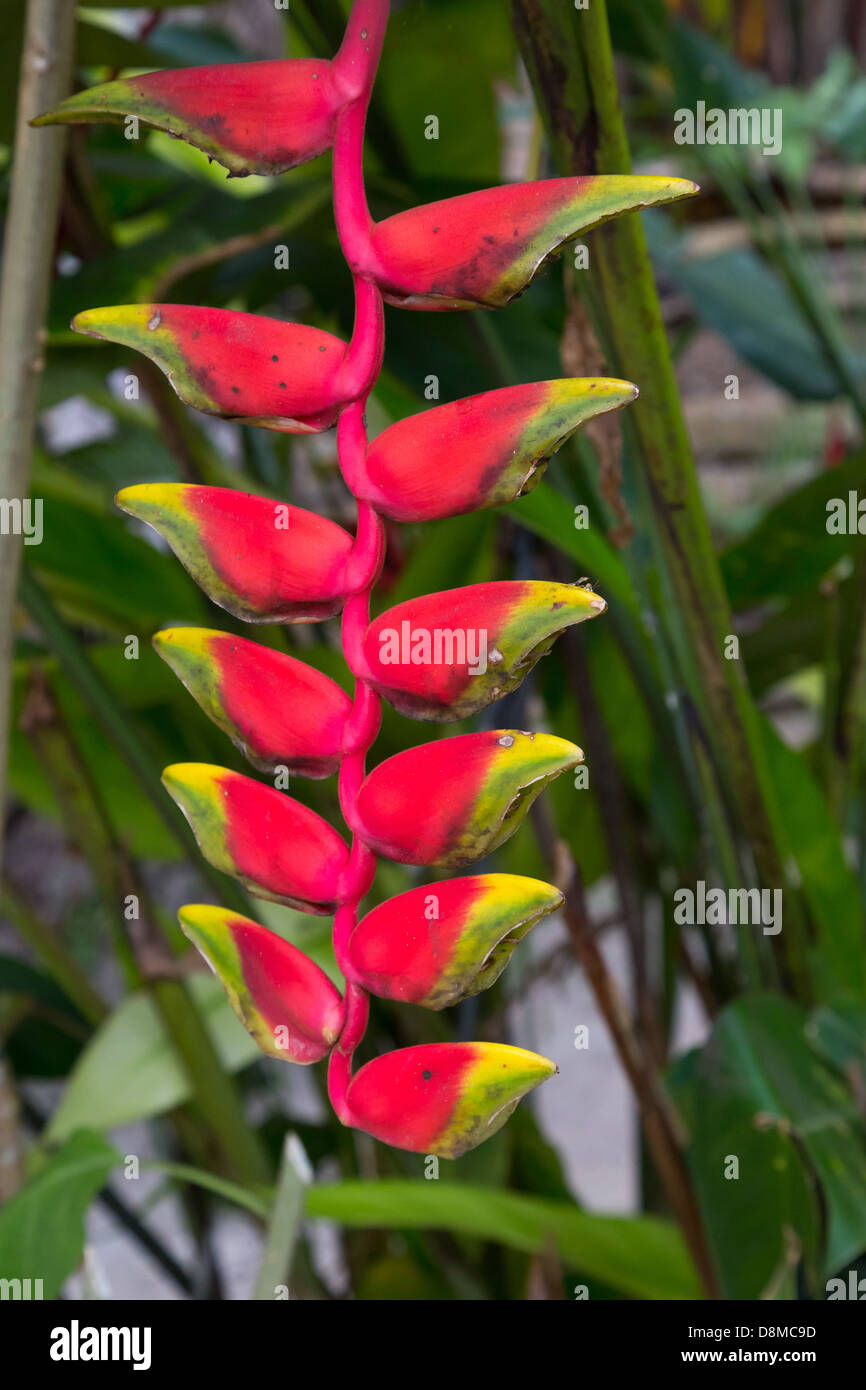 Red Flower in the Jungle near the Kawasan Waterfalls in Badian on Cebu ...